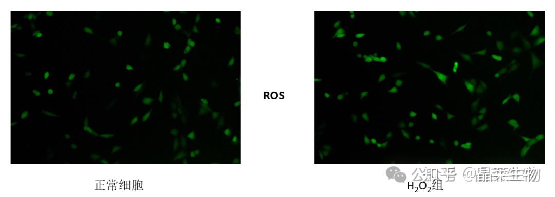 HT22细胞系不同体外模型研究分析！ - 知乎