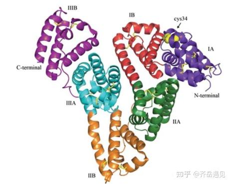 万古霉素人血清白蛋白HSA纳米粒|环孢菌素A卵清白蛋白OVA纳米粒（偶联药物的蛋白） - 知乎