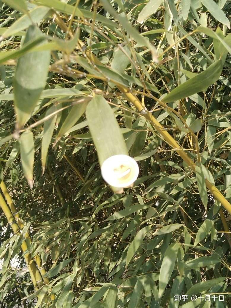 你是在生活,还是在活着? 知乎