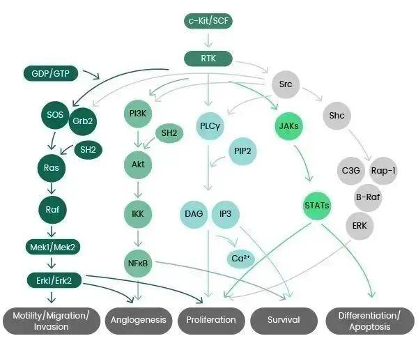 c-Kit/SCF信号轴概述及病理生理作用 - 知乎