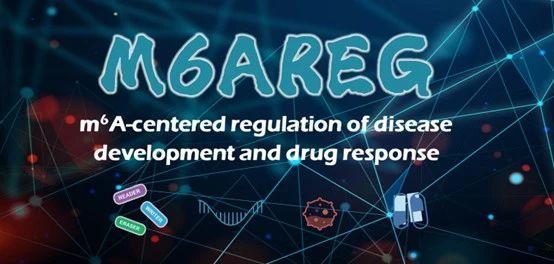 Nucleic. Acids. Res. | 以m6A甲基化修饰为中心的疾病进展和药物响应机制 - 知乎
