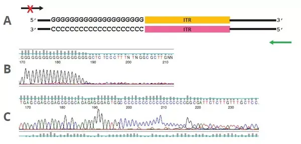 解决基因治疗痛点——AAV-ITR测通+载体稳定构建 - 知乎