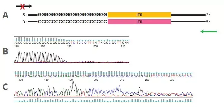 解决基因治疗痛点——AAV-ITR测通+载体稳定构建 - 知乎