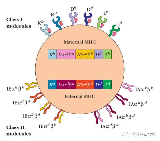 【流式学习】小鼠同种异型抗原-- MHC介绍 - 知乎