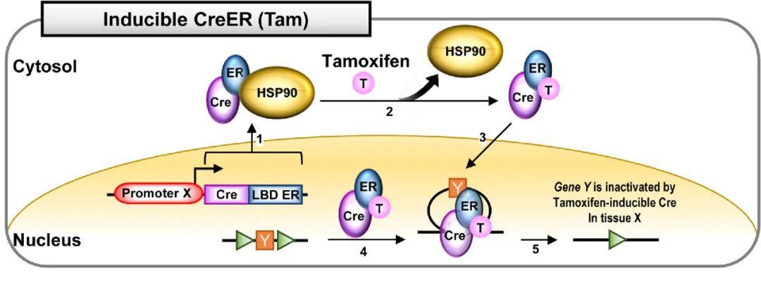 又见Cre！Cre/Loxp系统应用全攻略 | 知识点分享 - 知乎