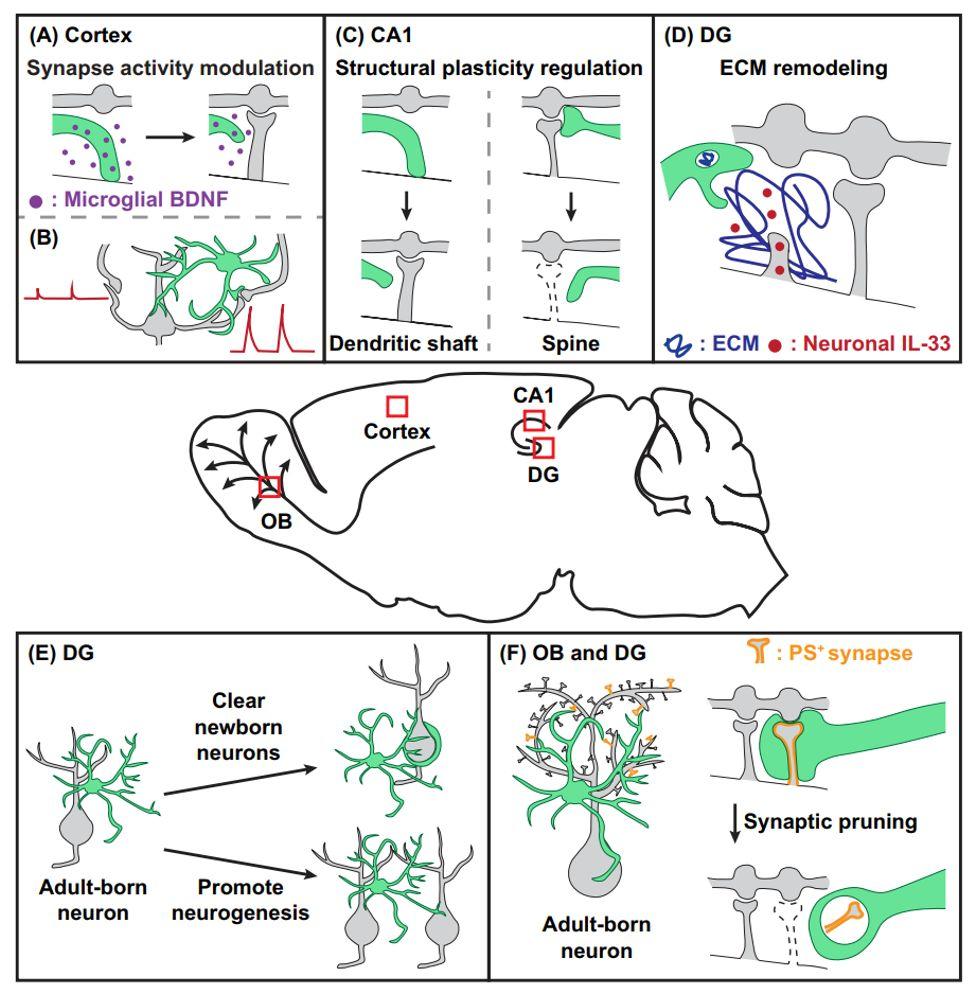 Trends Neurosci：小胶质细胞调节成年大脑神经环路和行为研究进展 - 知乎