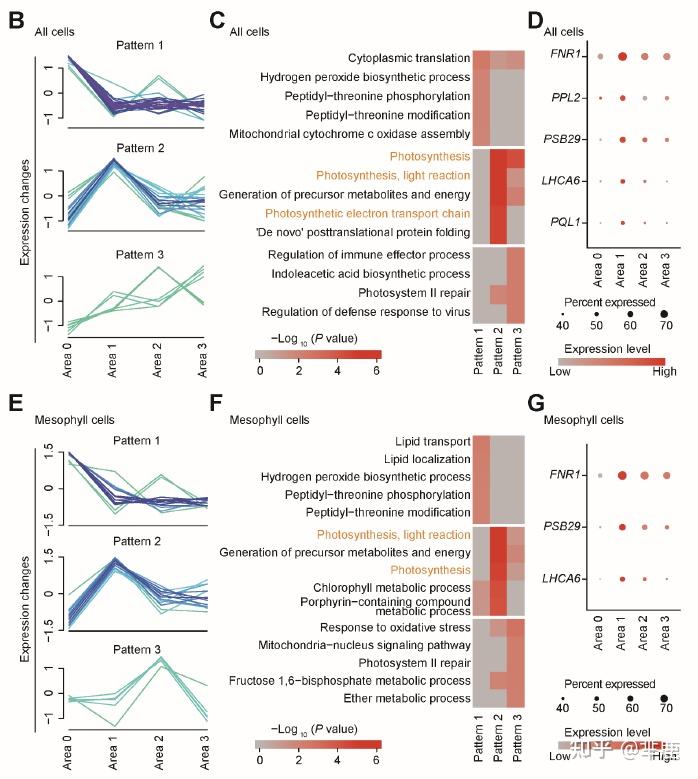 空转植物应用 |scStereo-seq技术解析拟南芥叶片空间转录组 - 知乎