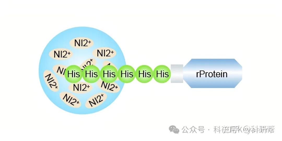 从零开始：超详细的His-tag蛋白纯化实验指南 - 知乎