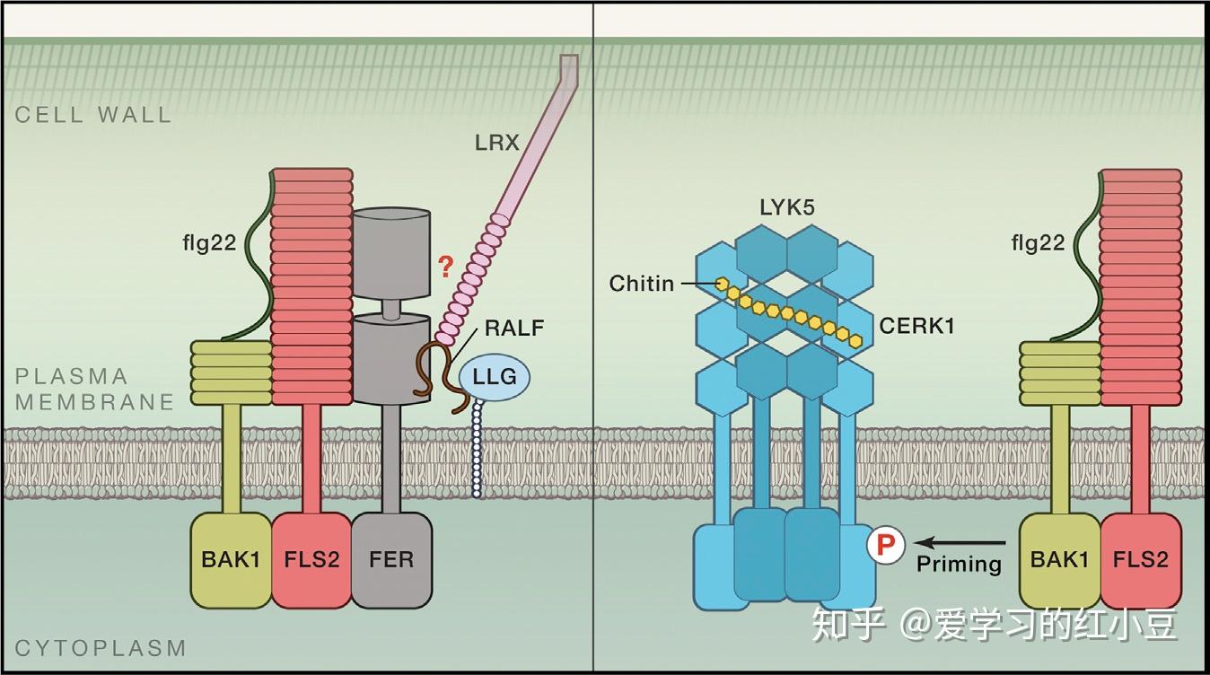 Cell | 植物免疫激活及信号传导机制 - 知乎