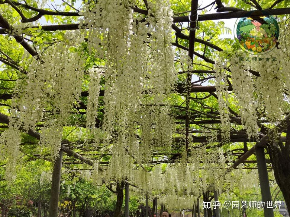 紫藤开花知多少？ - 知乎