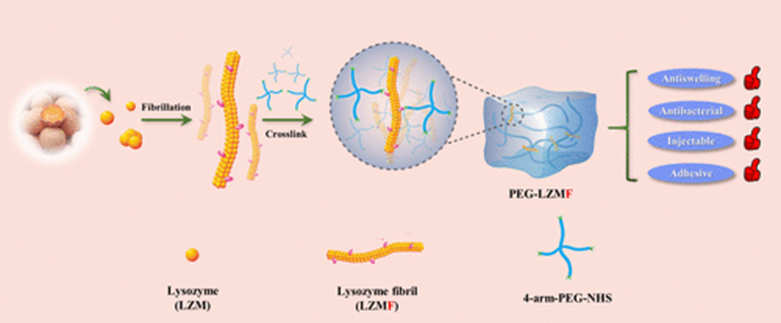 Biomacromolecules|华理屈雪/刘昌胜院士：可注射抗菌抗溶胀的PEG 水凝胶粘合剂！ - 知乎