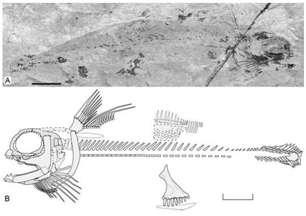 【地球演义】鲛腾记2：形 - 知乎