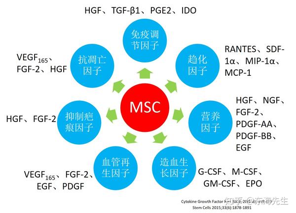 长文分析MSC的功能特性和临床挑战 - 知乎