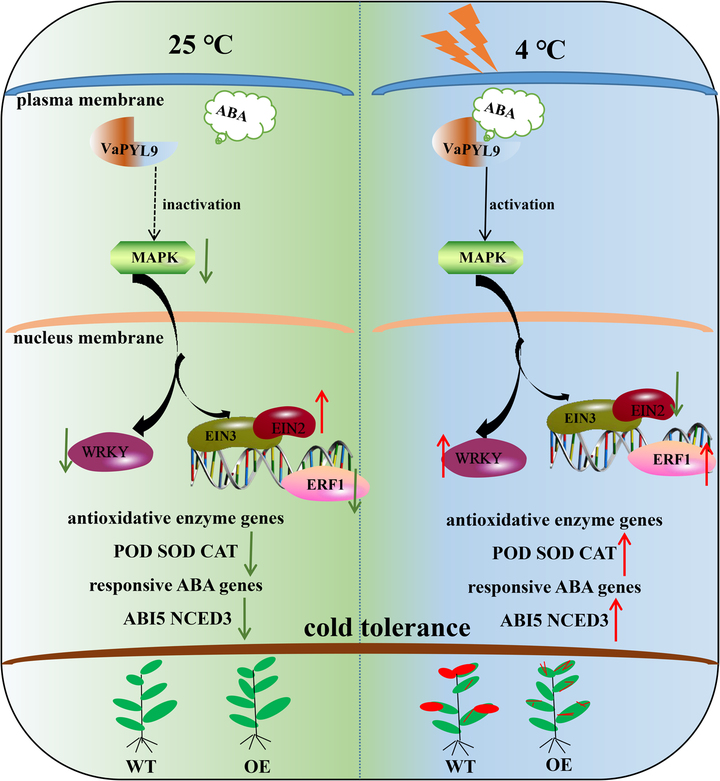 BMC Plant Biology|甘肃农业大学研究团队用Y2H技术揭示过表达VaPYL9通过调节激素信号和抗氧化酶中的关键基因提高番茄的耐寒 ...