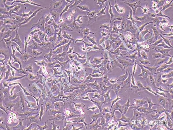 A549细胞培养的小技巧 - 知乎