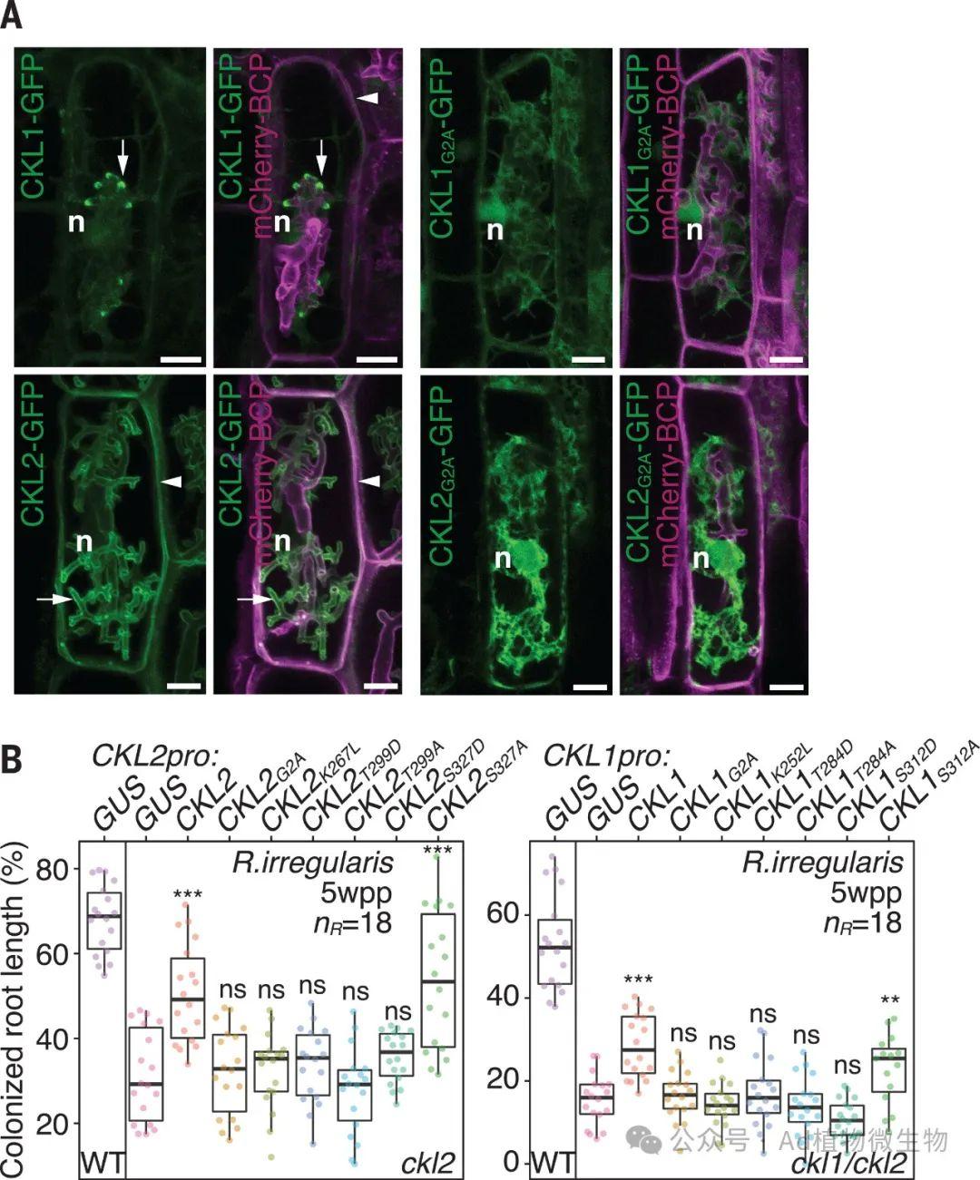 Science最新研究解码地下网络中植物-真菌共生的动态！ - 知乎