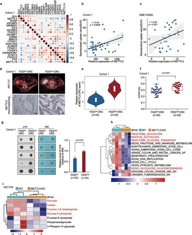 MOL CANCER | m6A依赖性糖酵解促进结直肠癌的进展 - 知乎