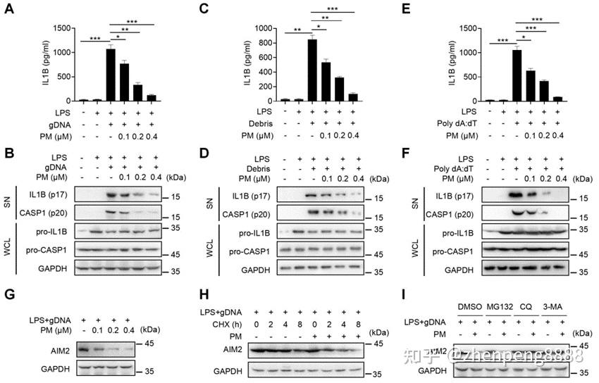 扁蒴藤素通过选择性自噬调节AIM2-PYCARD/ASC的稳定性来抑制AIM2炎症小体缓解肌腱病 - 知乎