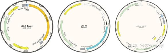 转录因子与启动子相互作用研究策略 - 知乎