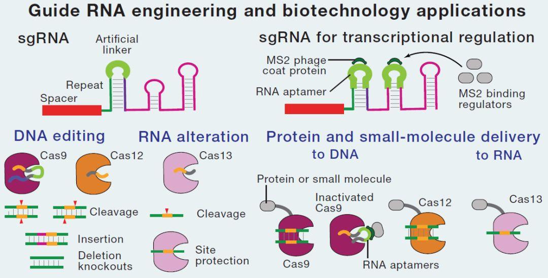 张锋等人详解 II型CRISPR系统（7张图看懂CRISPR系统及应用） - 知乎