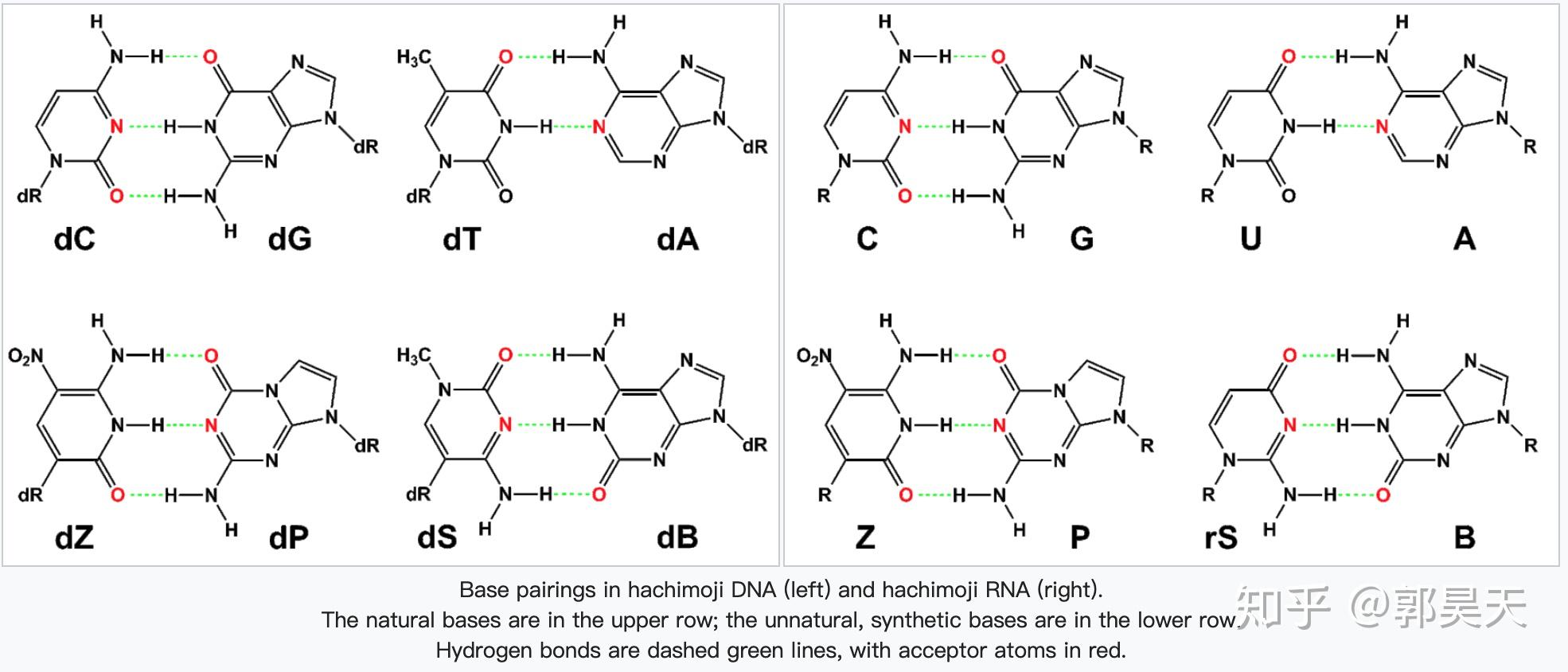如何解读 2019年2月22日《科学》发表的合成生物学新突破「八碱基遗传系统Hachimoji」？ - 知乎