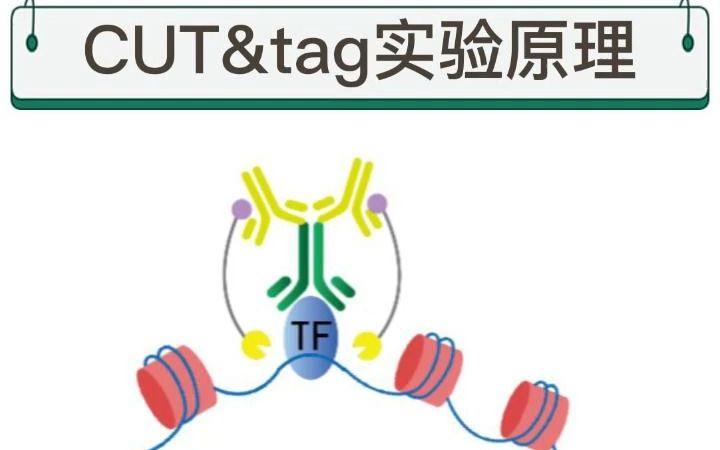 CUT&Tag技术的实验流程与注意事项 - 知乎