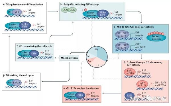 癌症中的E2F转录因子家族 - 知乎