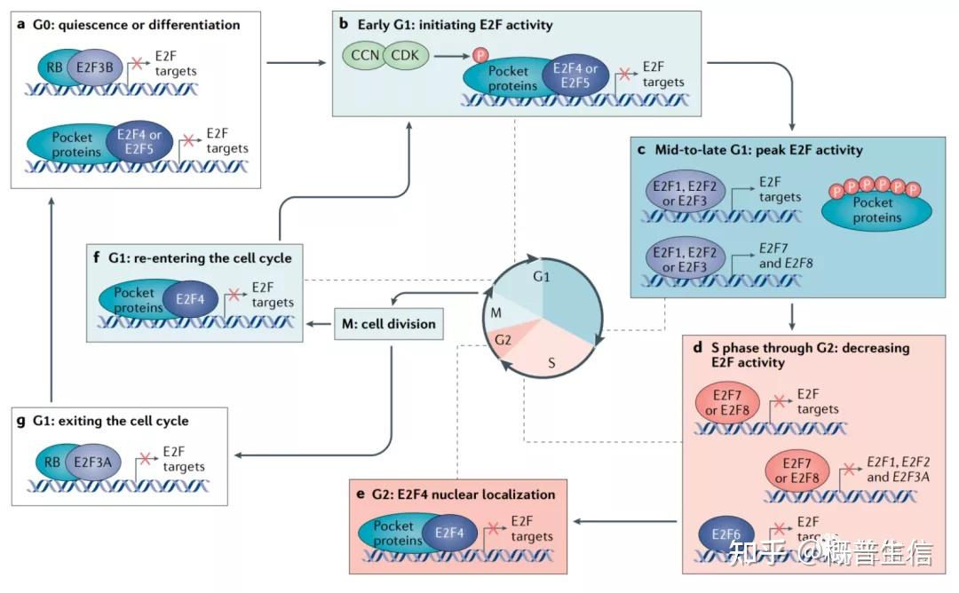 癌症中的E2F转录因子家族 - 知乎