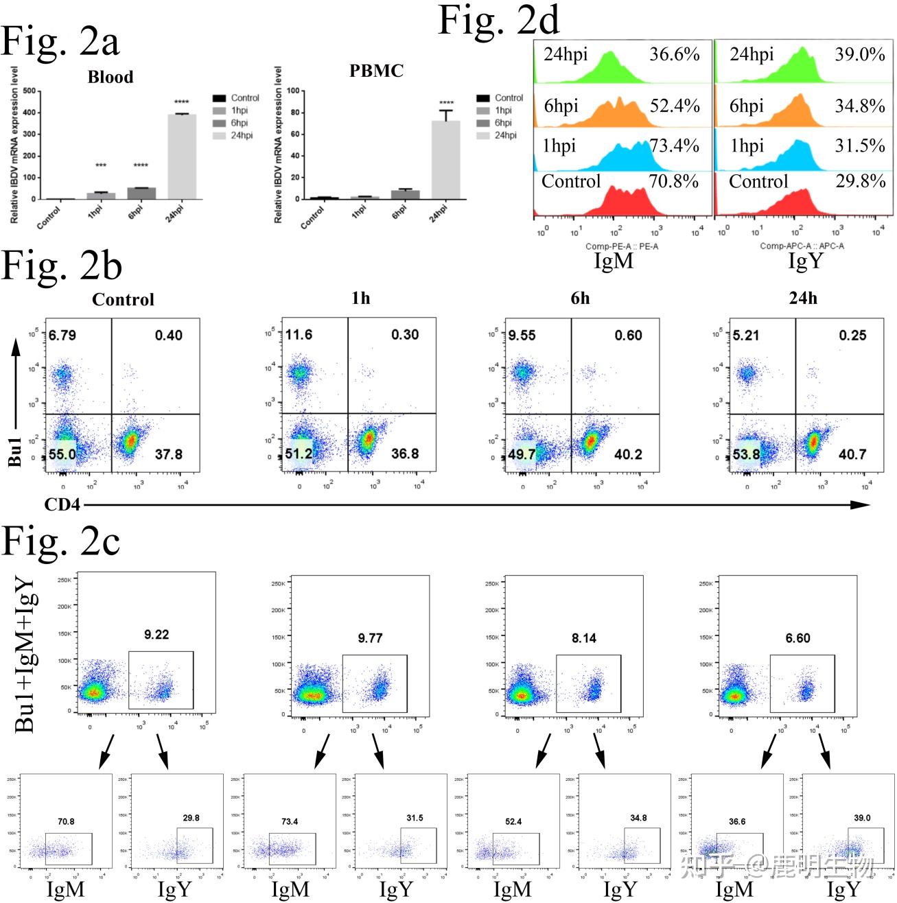 从鼻腔到法氏囊，IBDV 感染鸡法氏囊的单细胞测序机制研究 - 知乎