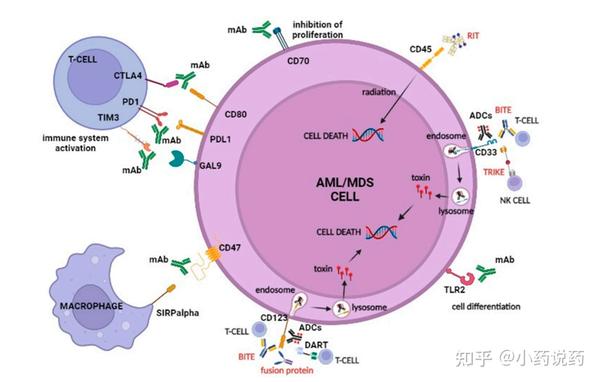 AML和MDS抗体靶向治疗的新前沿 - 知乎