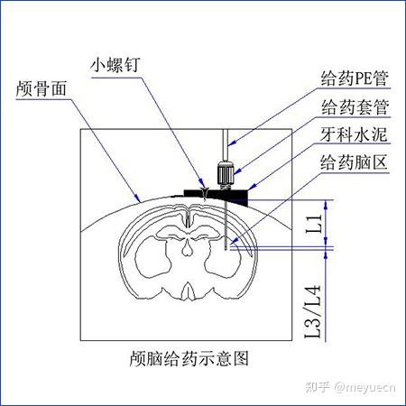 微量给药套管给药实验操作方法 - 知乎