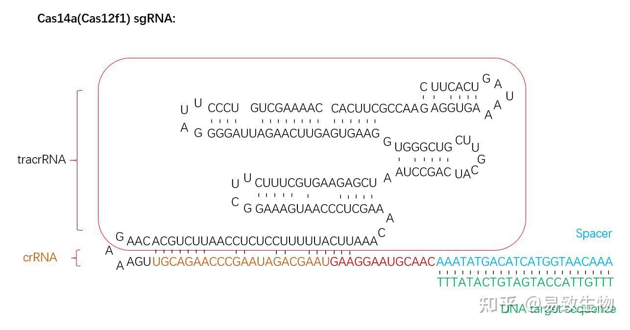 Cas12a, Cas12b,Cas12f1 sgRNA/crRNA 结构序列 - 知乎