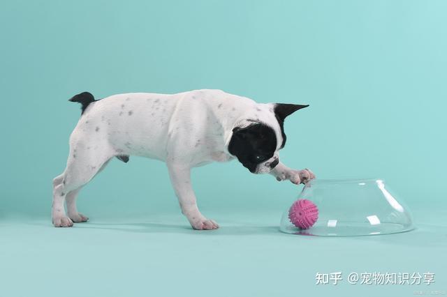 十种最好养的小型犬，小型犬排名前10名！ - 知乎