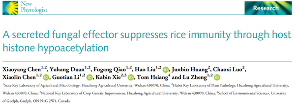New Phytol & Small RNA-seq和ChIP-seq联合分析助力揭示稻曲菌抑制水稻免疫的新机制 - 知乎