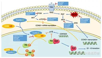 FDA首次批准CDK4/6抑制剂用于早期乳腺癌治疗，市场将迎来新高 - 知乎