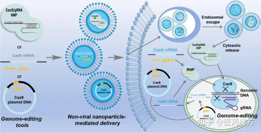 mRNA七十二变 - 知乎