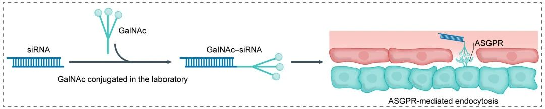 NucleoPro｜小核酸与抗体的双人华尔兹 - 知乎