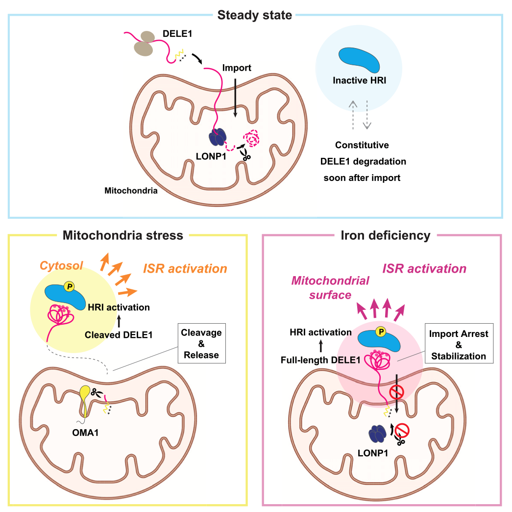 Molecular Cell丨DELE1 调控的线粒体铁反应途径 - 知乎