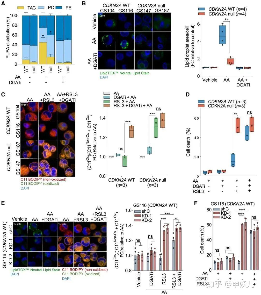 文献分享 | Cancer Cell！CDKN2A缺失会改变肿瘤脂质代谢，GPX4通路有望成为GBM的有效靶点 - 知乎