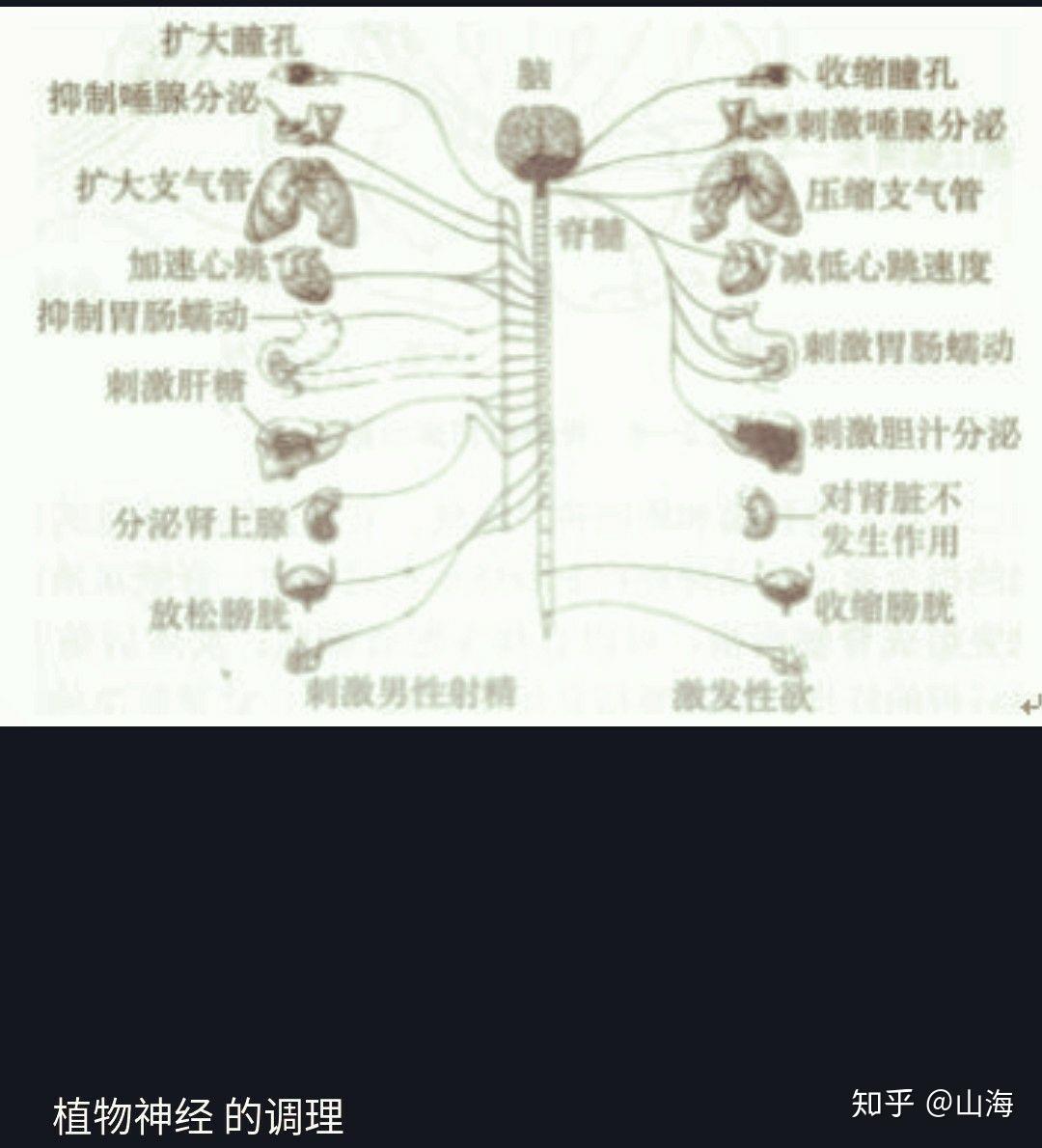 支配内脏器官的是什么神经系统？ - 知乎