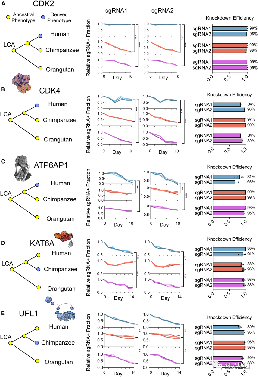 Cell | 人类与黑猩猩的干细胞遗传差异 - 知乎