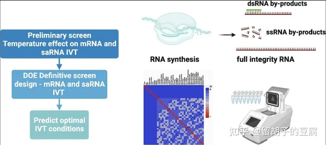 IVT反应参数对mRNA和saRNA产量和质量的不同影响。 - 知乎