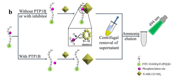 金属骨架MOF-PTP1B/mMOF@Au@GSH偶联聚合物/蛋白用于生物试剂 - 知乎