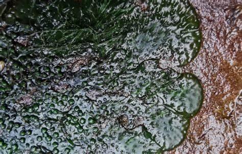 昆明植物所呼吁保护珍稀濒危水生种子植物——水苔花 - 知乎