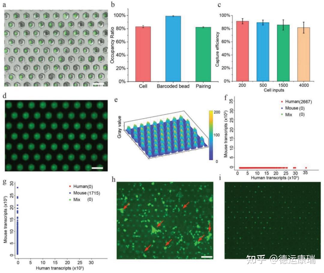 解除“背景噪音”烦恼，Well-paired-seq高通量单细胞测序技术文章发表，火速“出圈” - 知乎
