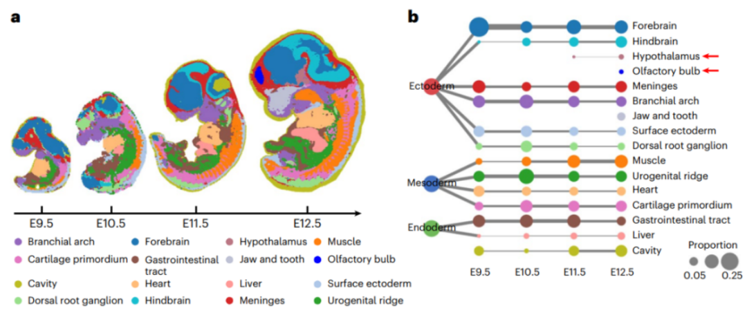 Nat Comput Sci｜张世华课题组开发生物组织多切片空间转录组数据整合新工具-STAligner - 知乎