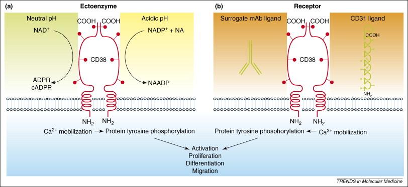 CD38靶点简介：具有免疫抑制作用的特异性蛋白 - 知乎