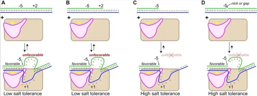 t7 体外转录原理在医学领域中有哪些潜在应用？ - 知乎