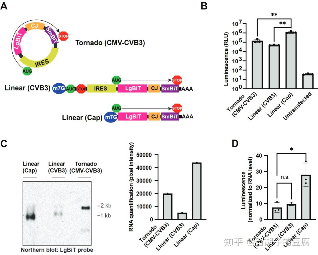 VLP递送Tornado系统表达的circRNA,实现更长久的蛋白表达 - 知乎