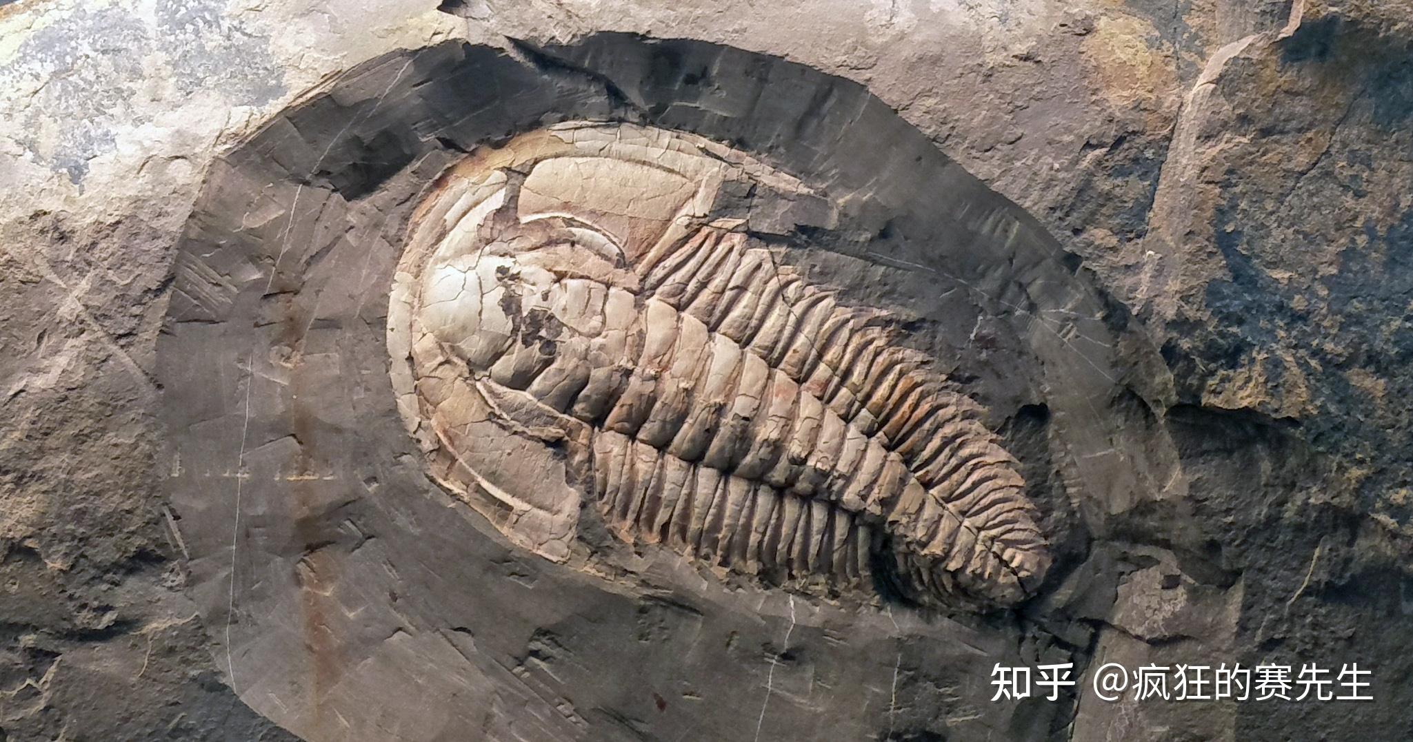 在地球上顽强地生存了2.7亿年，怎么突然消失了？ - 知乎